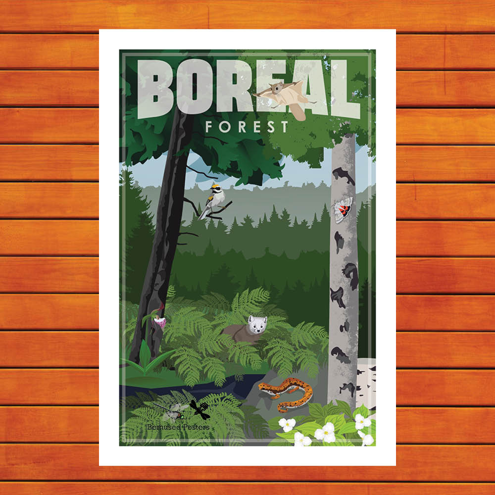 Boreal Forest – Bemused Creative
