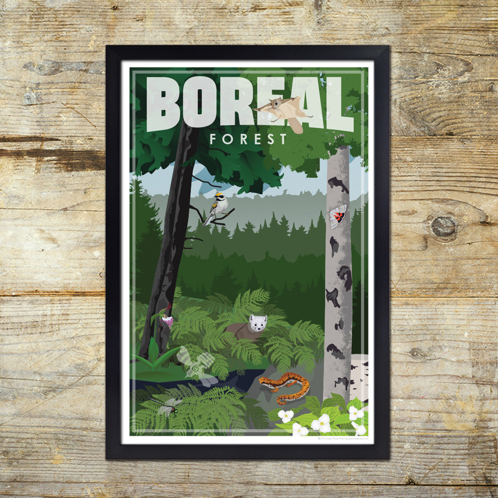 Boreal Forest – Bemused Design